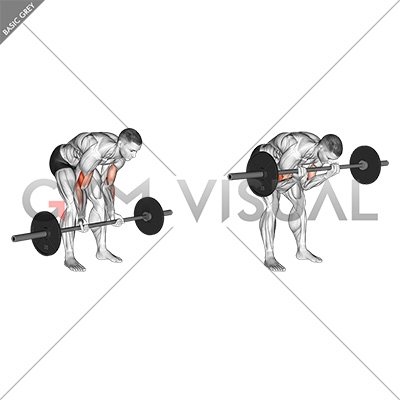 Standing Concentration Curl