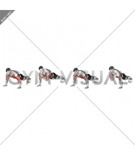 Illustrations and videos about anatomy of exercises - Gym visual