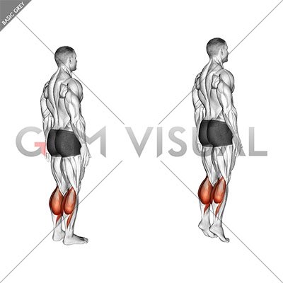 Ankle - Plantar Flexion - Articulations