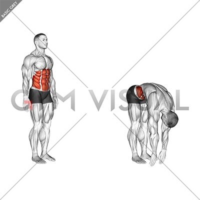 Spine (Lumbar) - Flexion - Articulations