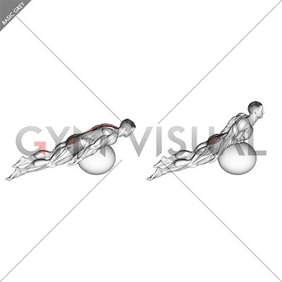 Exercise Ball Back Extension With Knees Off Ground