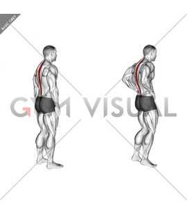Illustrations and videos about anatomy of exercises - Gym visual