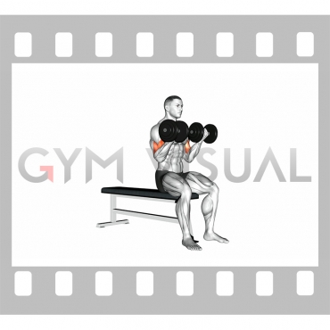 Dumbbell Seated Curl