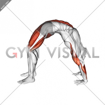 Wheel Pose Yoga Pose