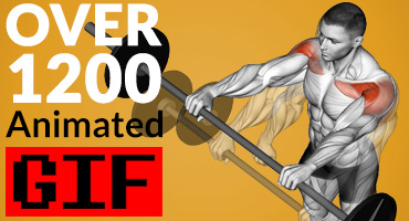 Illustrations and videos about anatomy of exercises - Gym visual